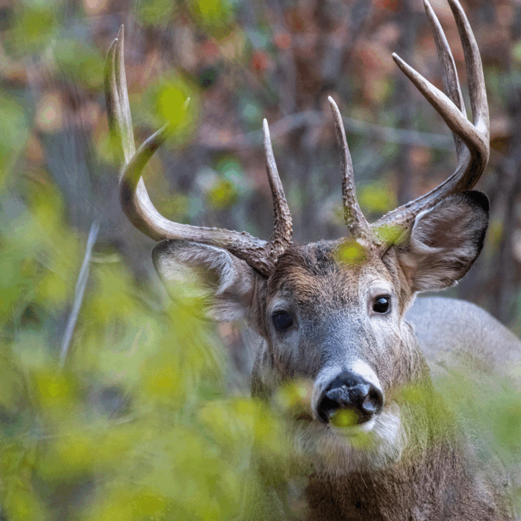 A Meaningful Lesson from the Artemis Conservation Leadership Camp : Artemis